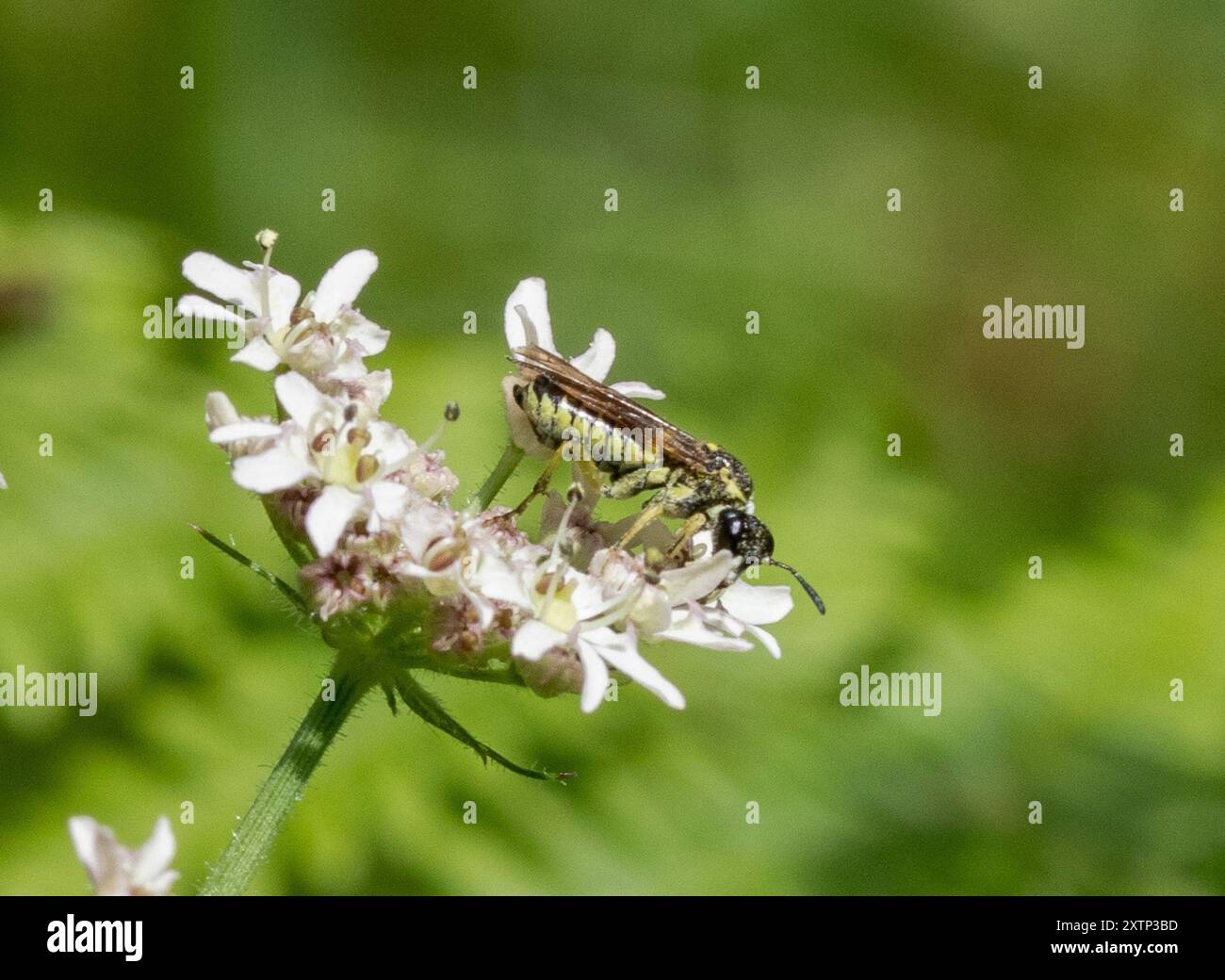 Yellow sided clover sawfly hi-res stock photography and images - Alamy