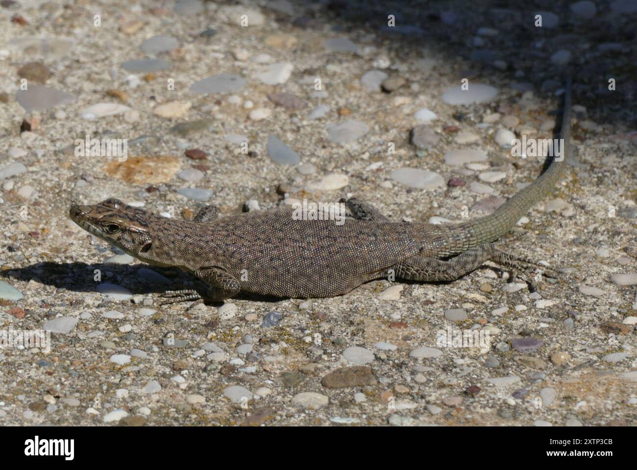 Sharp-snouted Rock Lizard (Dalmatolacerta oxycephala) Reptilia Stock ...