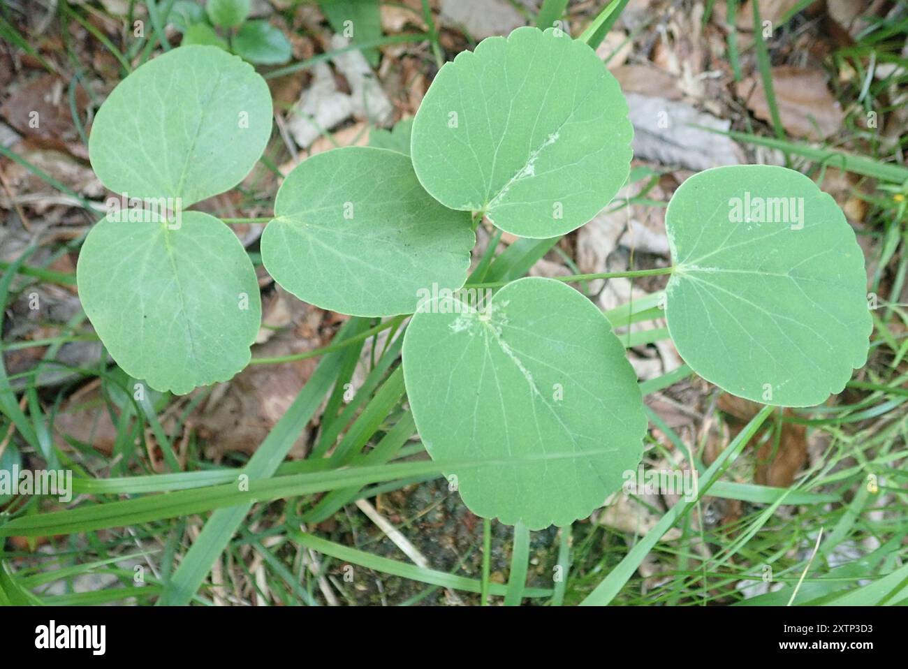 Broad-leaved Sermountain (Laserpitium latifolium) Plantae Stock Photo ...