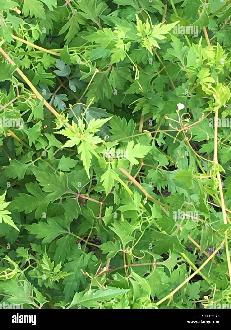 Lesser Balloon Vine (Cardiospermum halicacabum) Plantae Stock Photo - Alamy