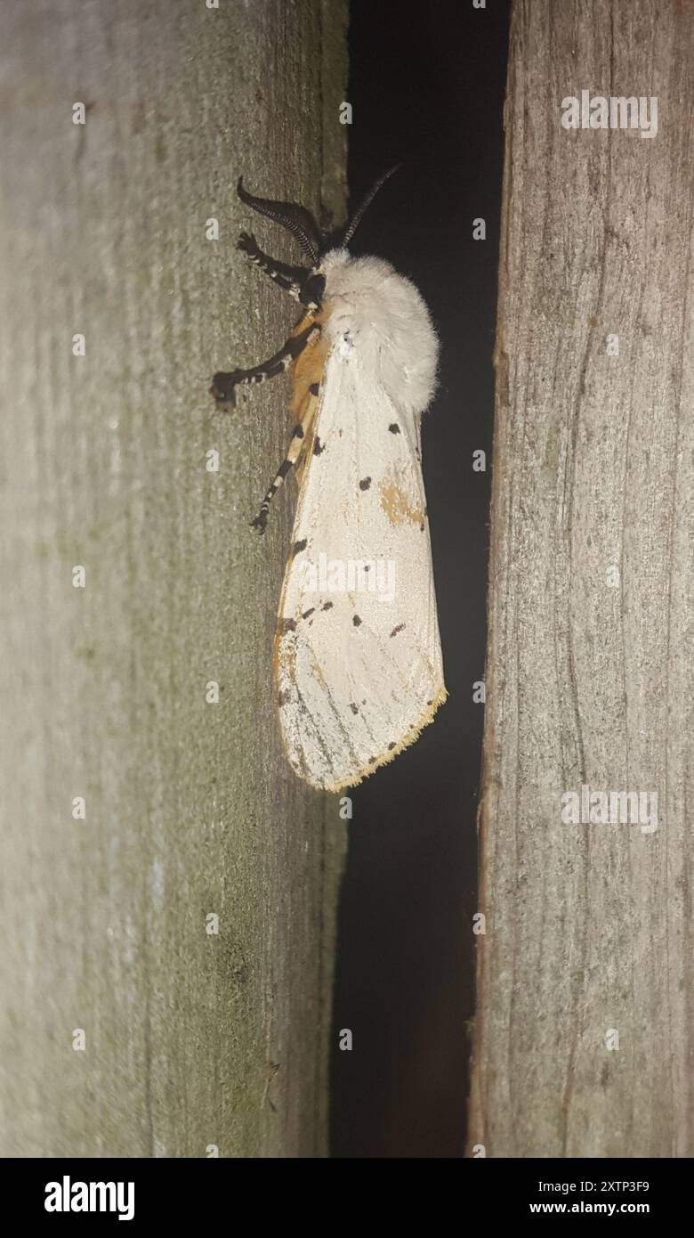 Salt Marsh Moth (Estigmene acrea) Insecta Stock Photo - Alamy