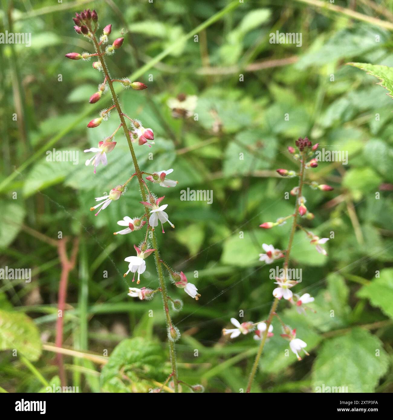 enchanter's-nightshade (Circaea lutetiana) Plantae Stock Photo - Alamy