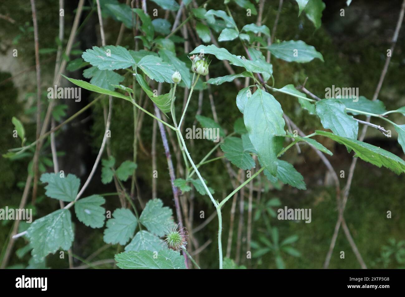 European dewberry (Rubus caesius) Plantae Stock Photo - Alamy