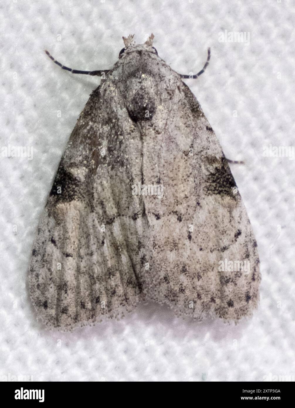 Coastal Plain Meganola Moth (Meganola phylla) Insecta Stock Photo - Alamy