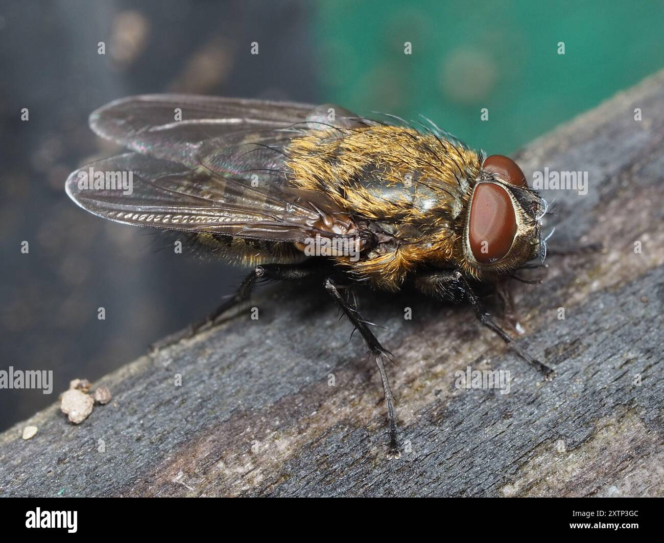Cluster Flies (Pollenia) Insecta Stock Photo - Alamy