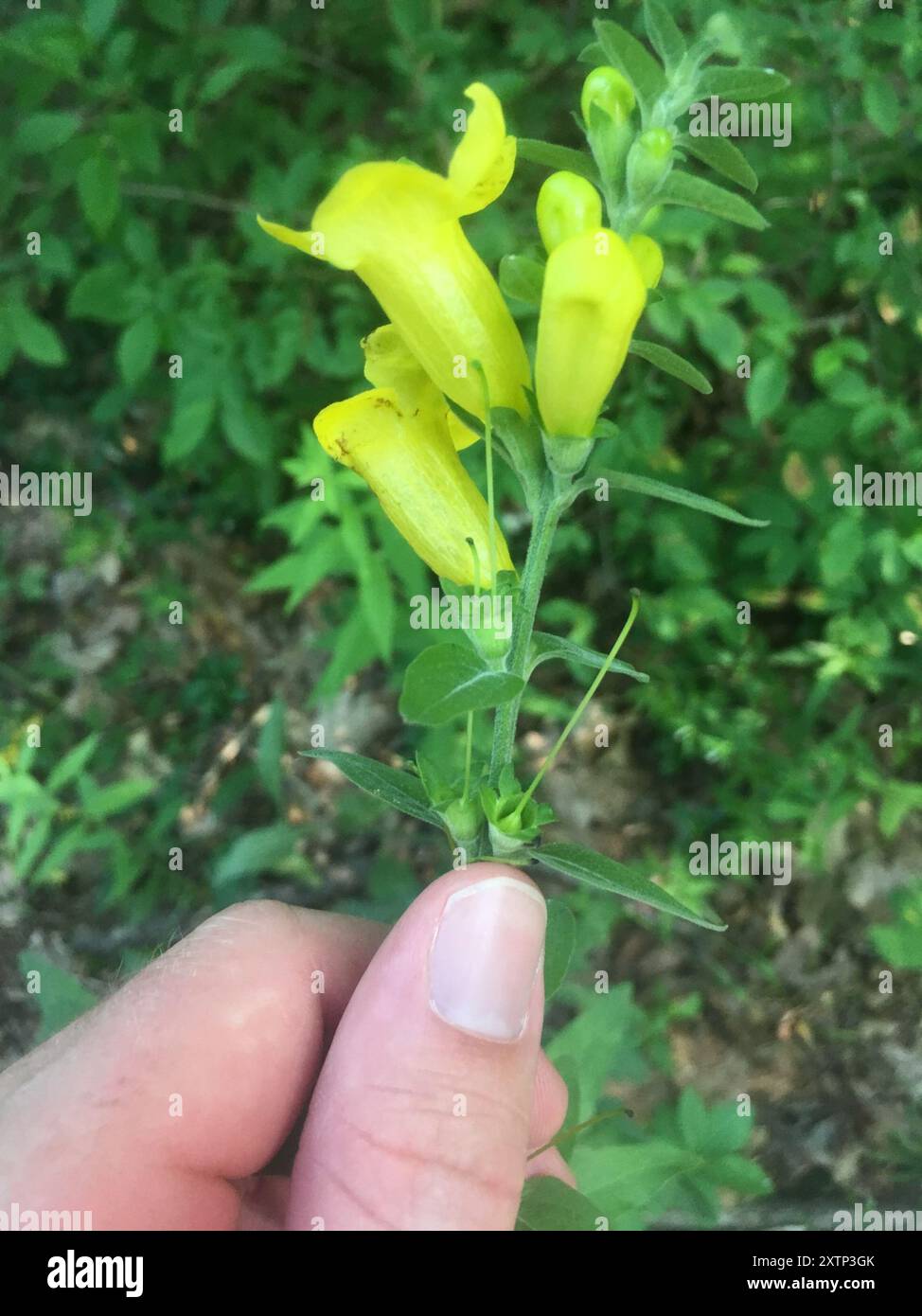 downy yellow false foxglove (Aureolaria virginica) Plantae Stock Photo ...