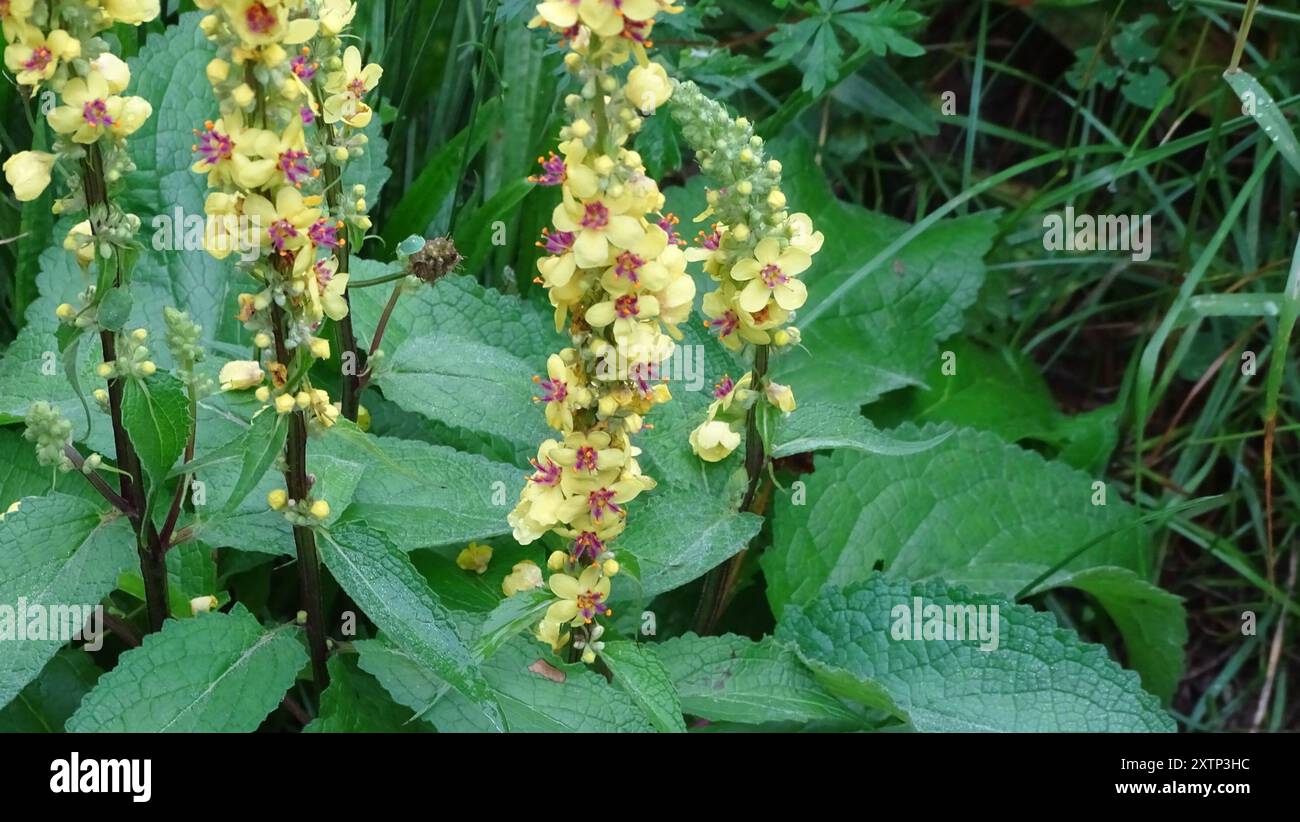 Dark Mullein (Verbascum nigrum) Plantae Stock Photo - Alamy