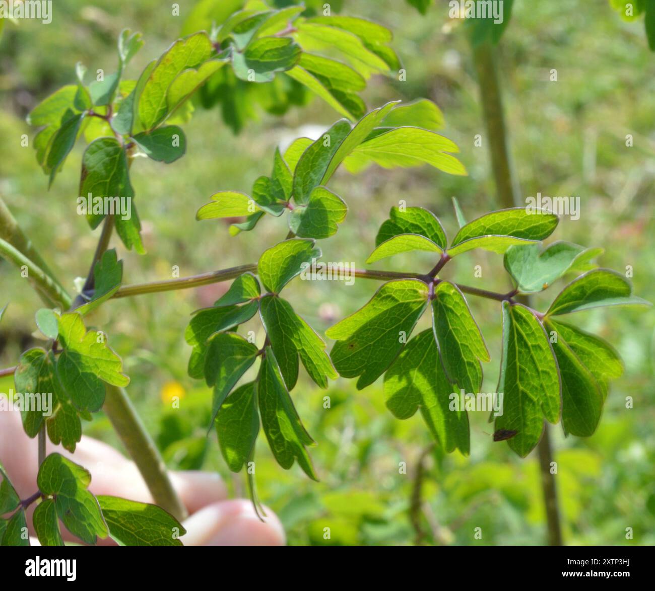 French meadow-rue (Thalictrum aquilegiifolium) Plantae Stock Photo - Alamy