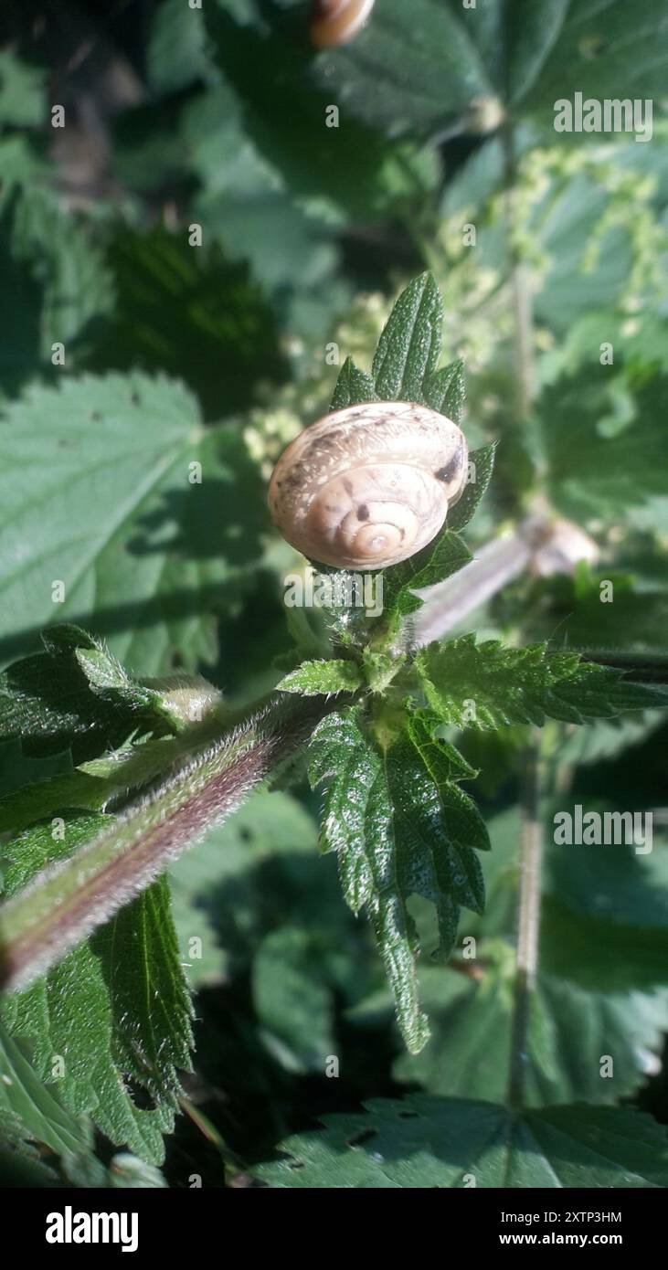 Girdled Snail (Hygromia cinctella) Mollusca Stock Photo - Alamy