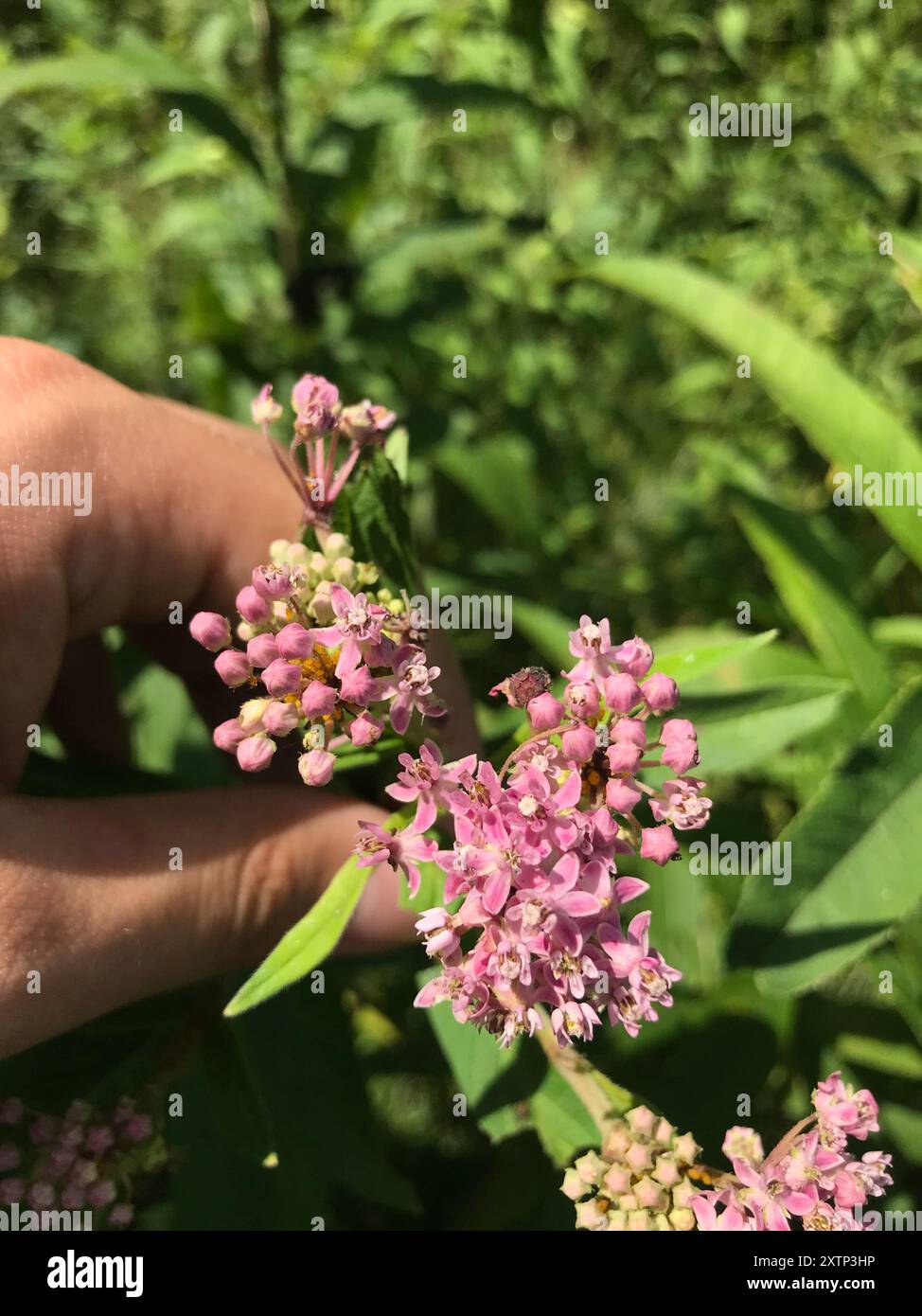 eastern swamp milkweed (Asclepias incarnata pulchra) Plantae Stock ...