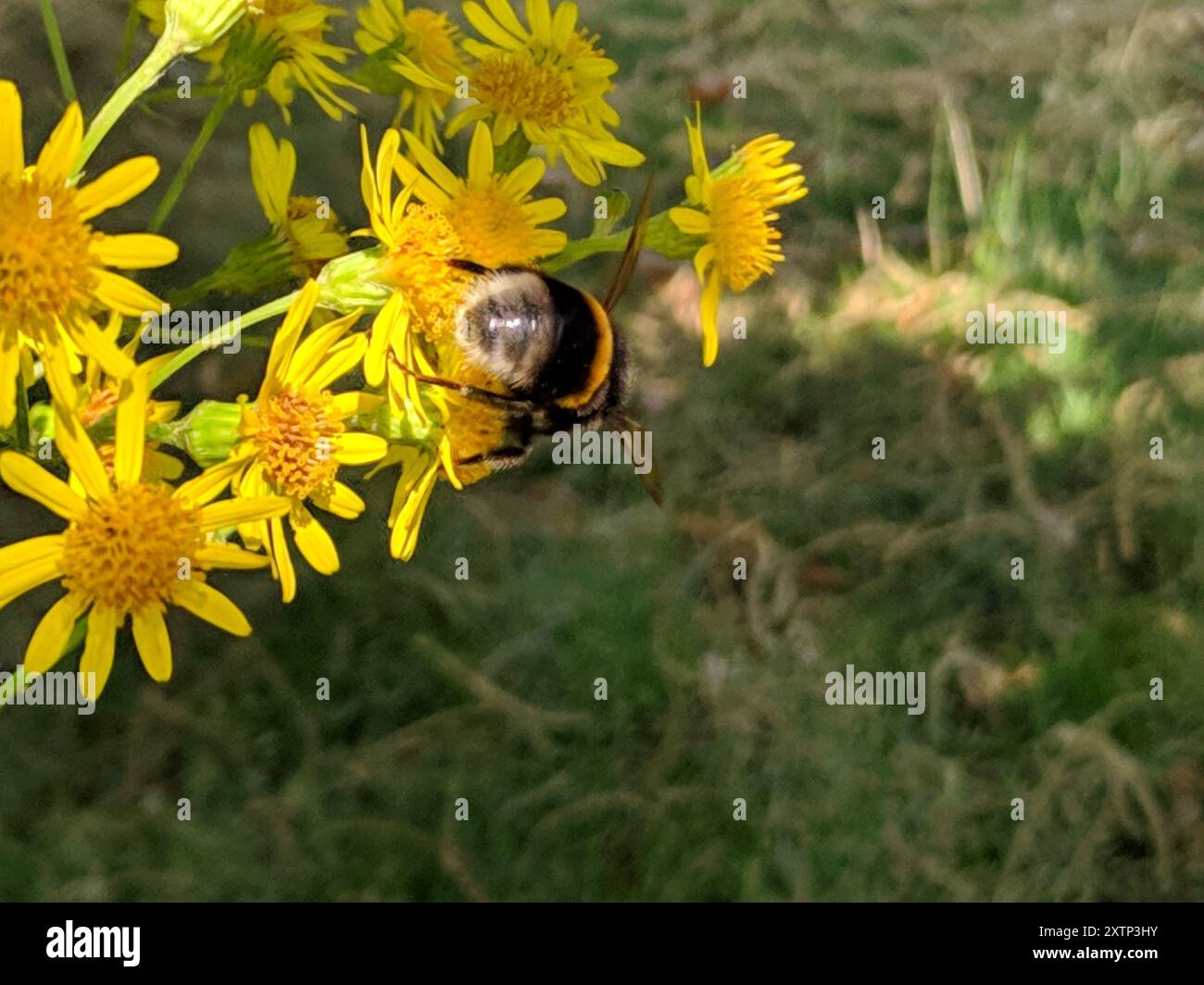 White-tailed Bumble Bee (Bombus lucorum) Insecta Stock Photo - Alamy