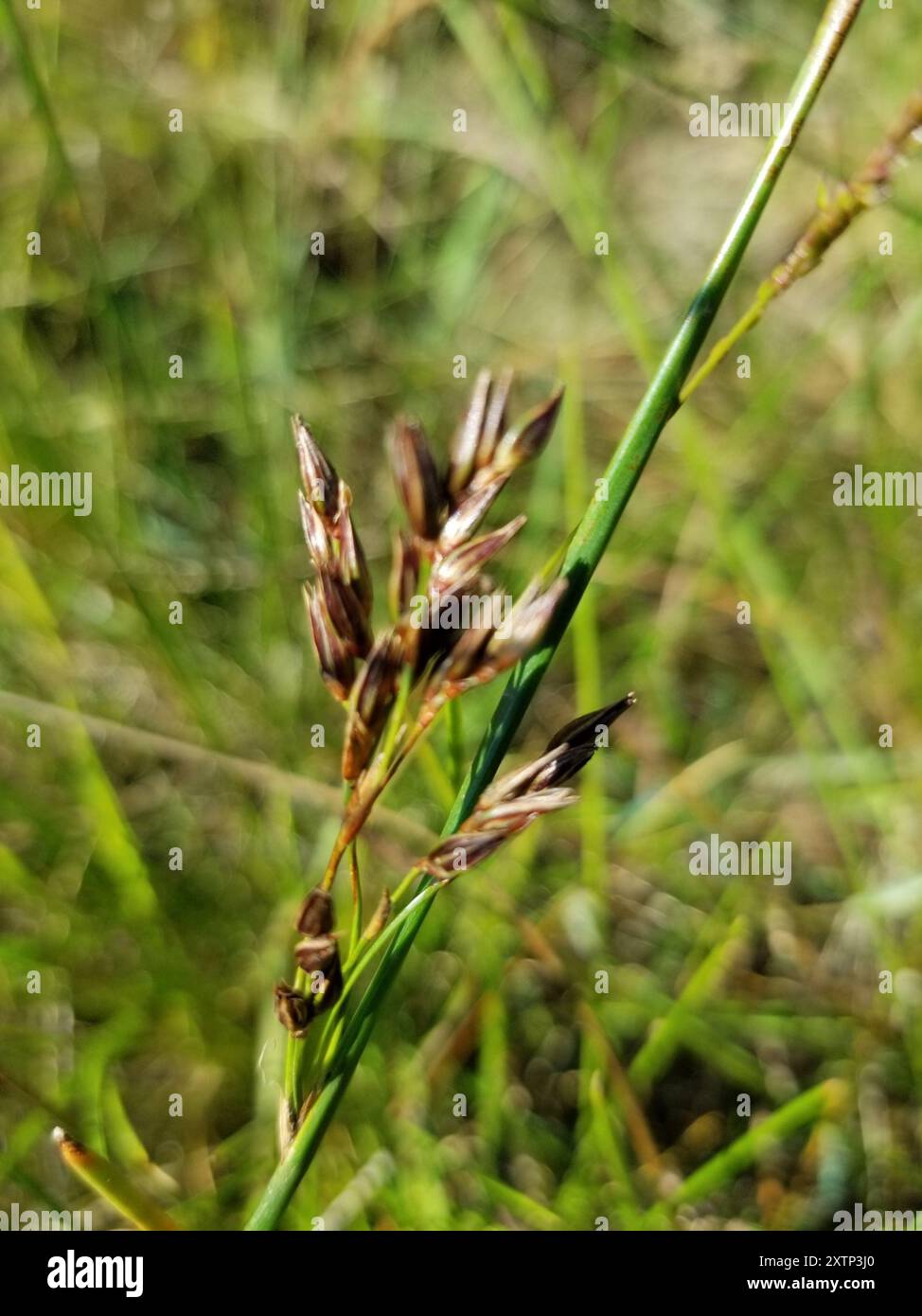 Baltic Rush (Juncus balticus) Plantae Stock Photo - Alamy