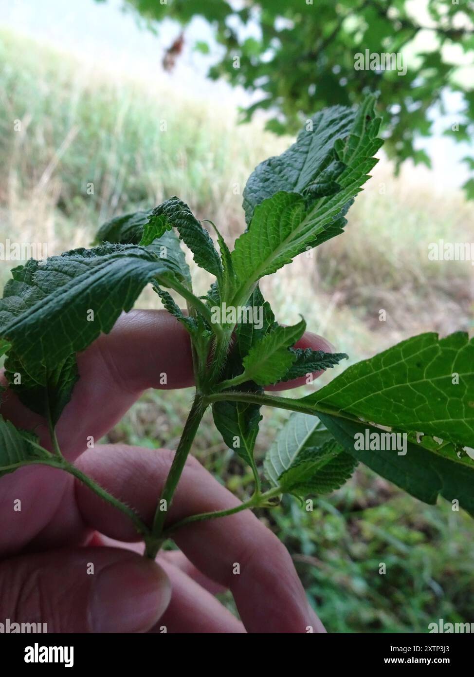 Common hemp-nettle (Galeopsis tetrahit) Plantae Stock Photo - Alamy