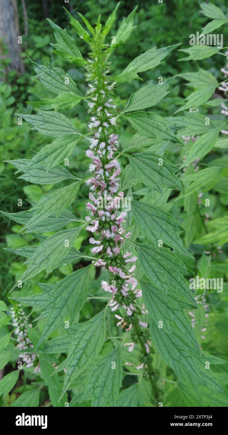 common motherwort (Leonurus cardiaca) Plantae Stock Photo - Alamy