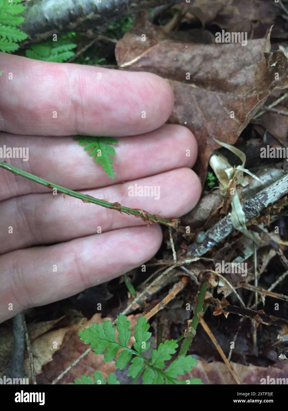 intermediate wood fern (Dryopteris intermedia) Plantae Stock Photo - Alamy