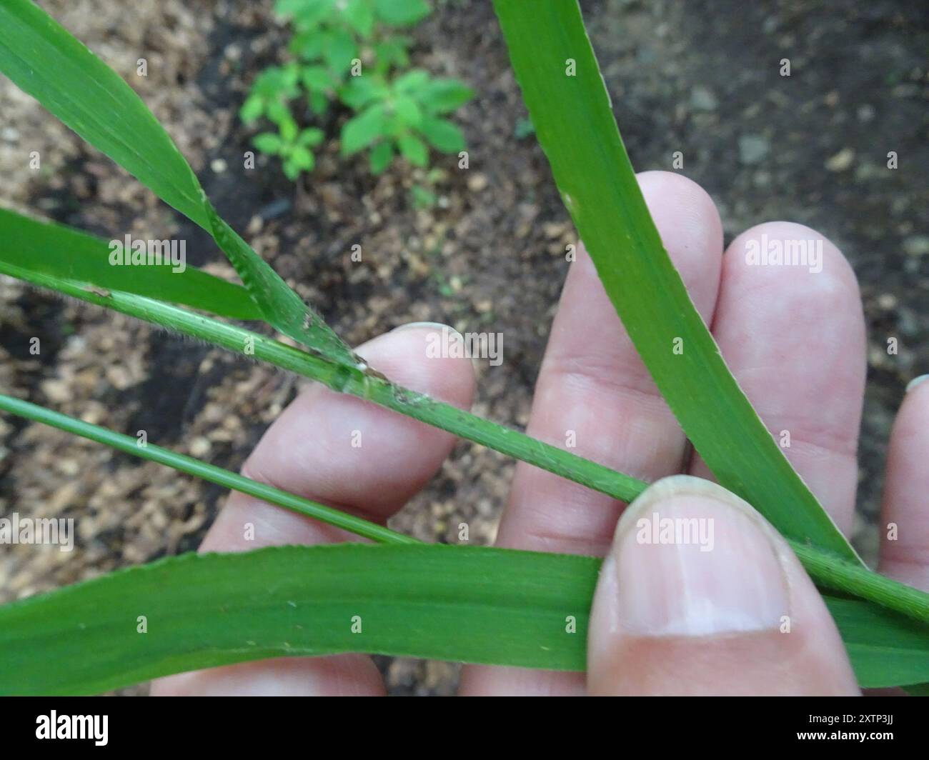 Wood Barley (Hordelymus europaeus) Plantae Stock Photo - Alamy