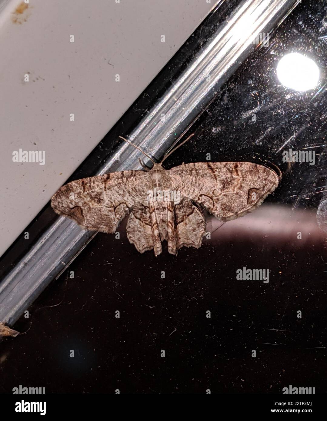 Gray Scoopwing (Callizzia amorata) Insecta Stock Photo - Alamy