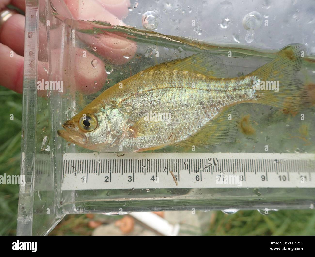 Black Crappie (Pomoxis nigromaculatus) Actinopterygii Stock Photo - Alamy