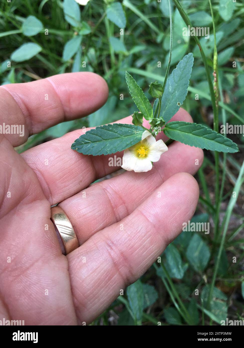 Cuban jute (Sida rhombifolia) Plantae Stock Photo - Alamy