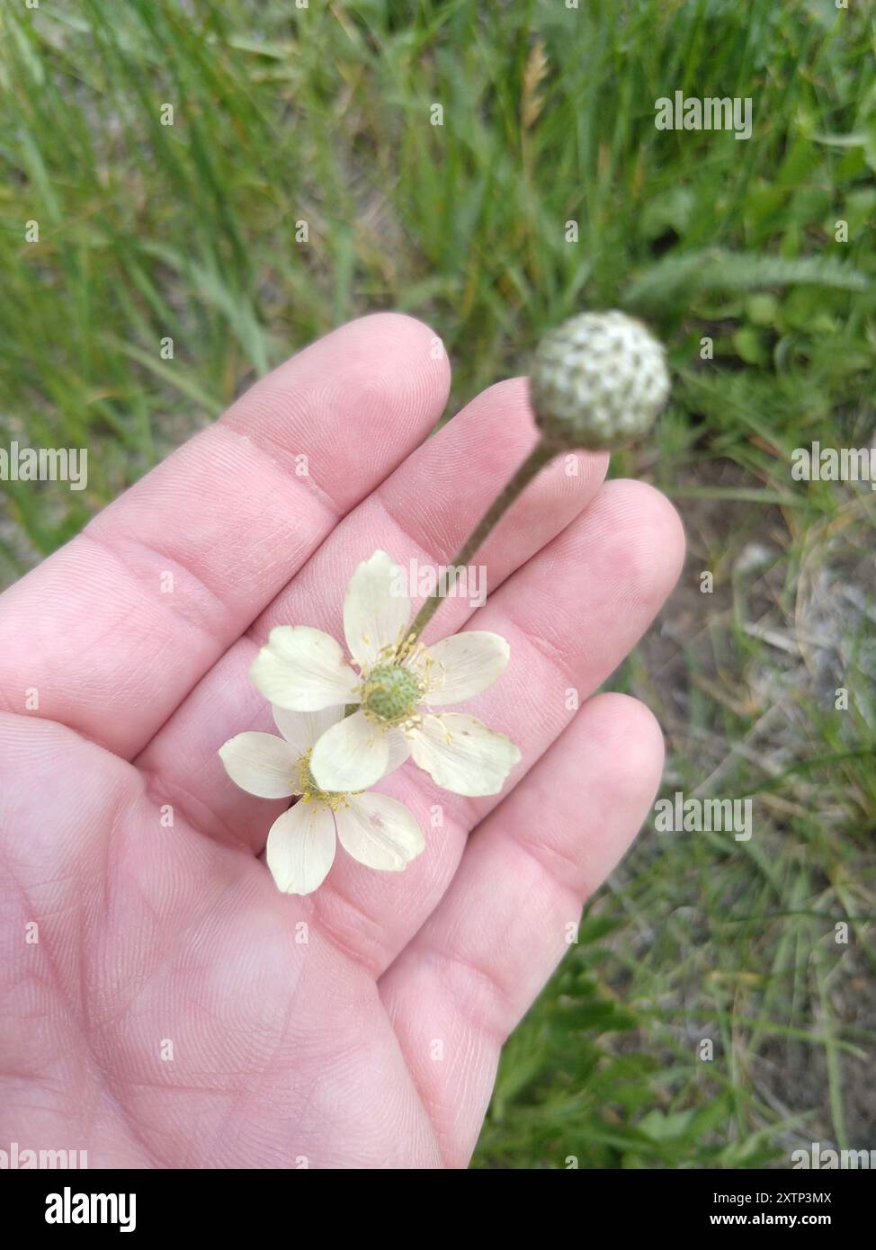 Cutleaf Anemone (Anemone multifida) Plantae Stock Photo - Alamy