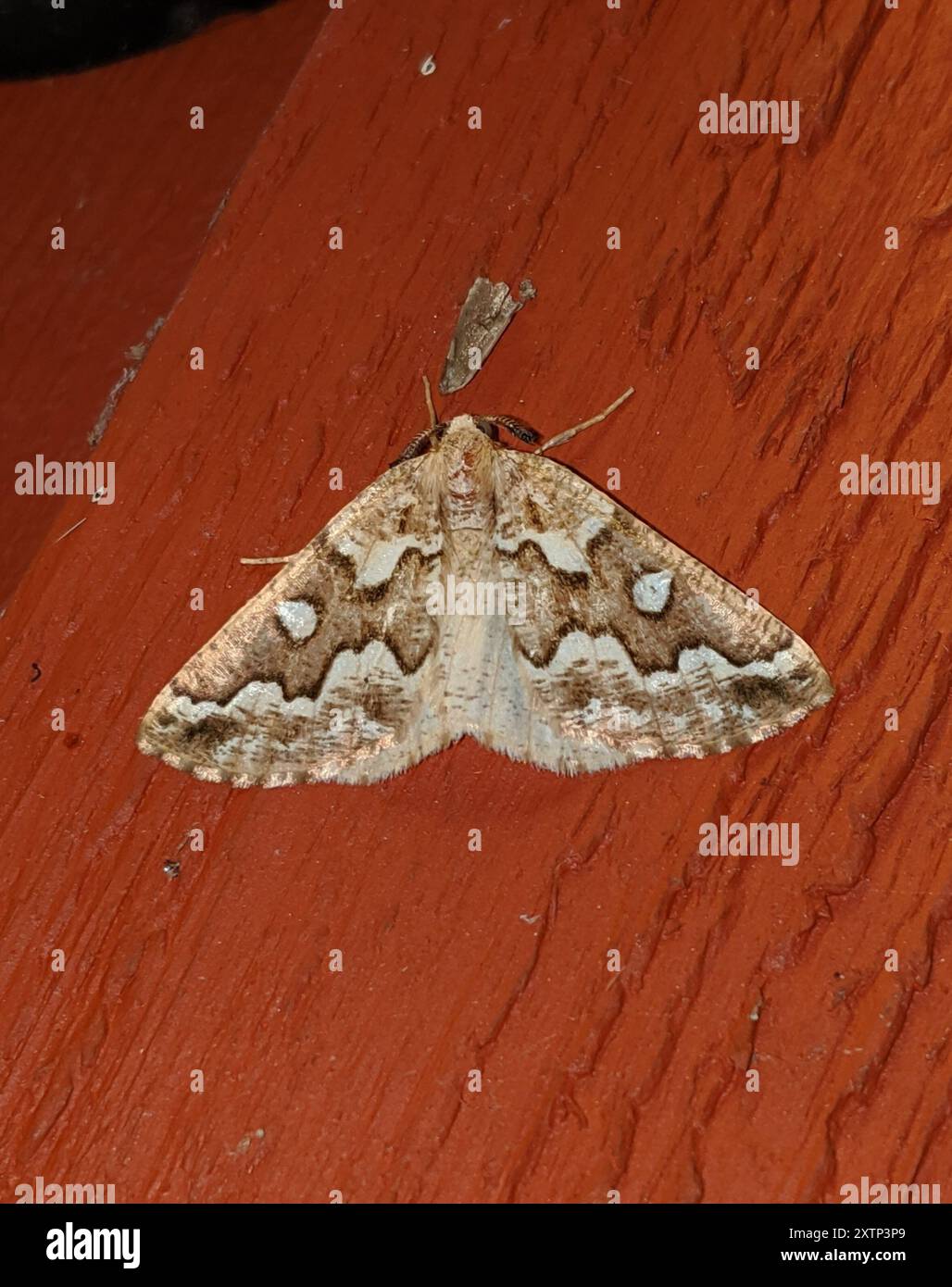 Gray Spruce Looper Moth (Caripeta divisata) Insecta Stock Photo - Alamy