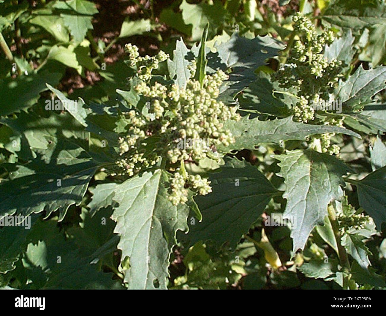 saltbush subfamily (Chenopodioideae) Plantae Stock Photo - Alamy