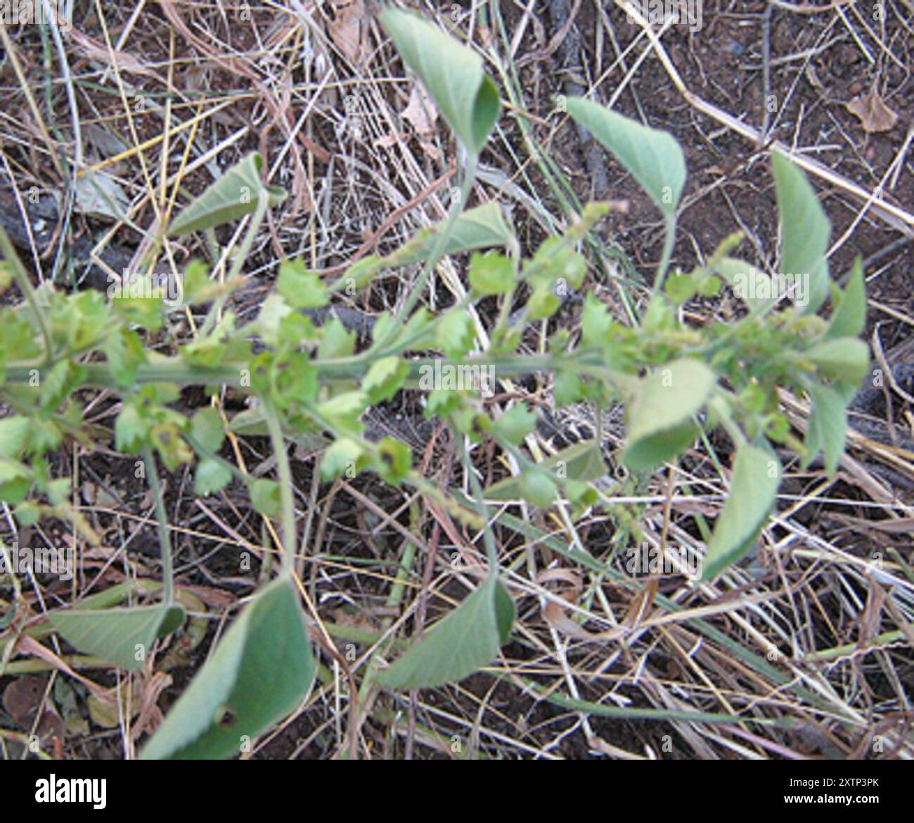 three-seeded mercuries (Acalypha) Plantae Stock Photo - Alamy