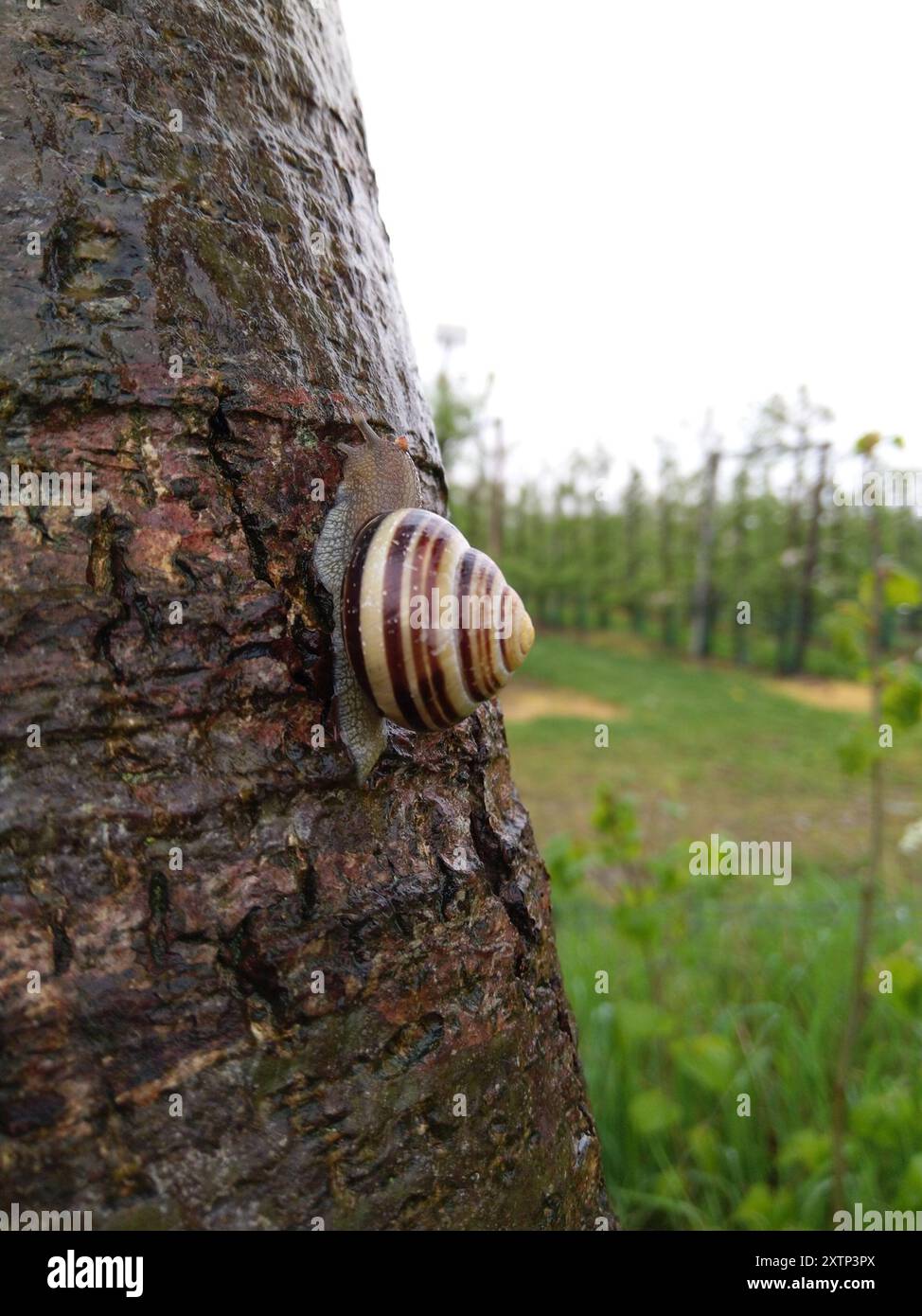 Brown-lipped Snail (Cepaea nemoralis) Mollusca Stock Photo - Alamy