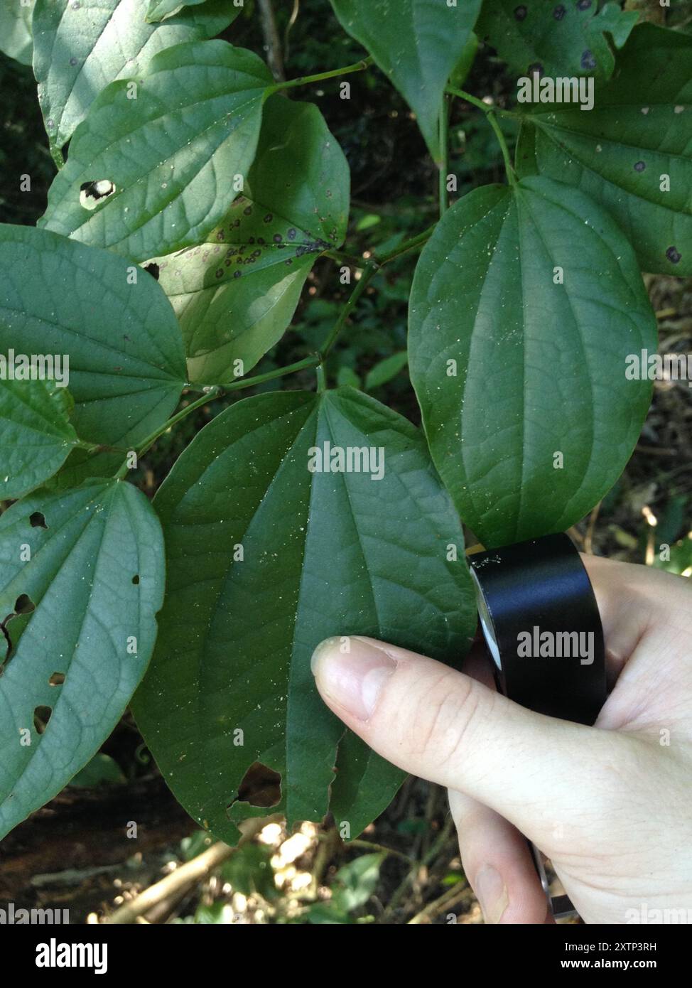 pepper plants (Piper) Plantae Stock Photo - Alamy