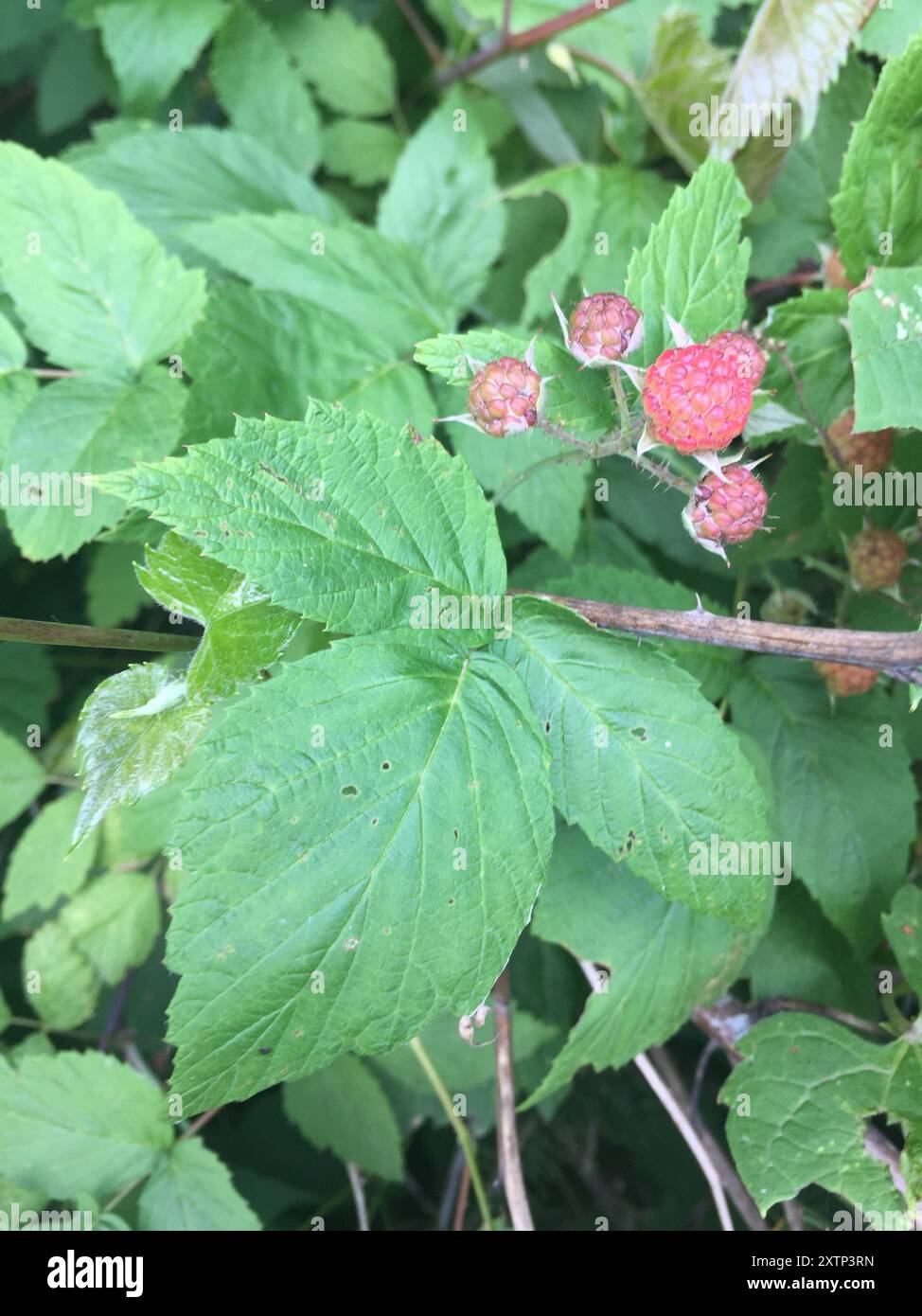 black raspberry (Rubus occidentalis) Plantae Stock Photo - Alamy