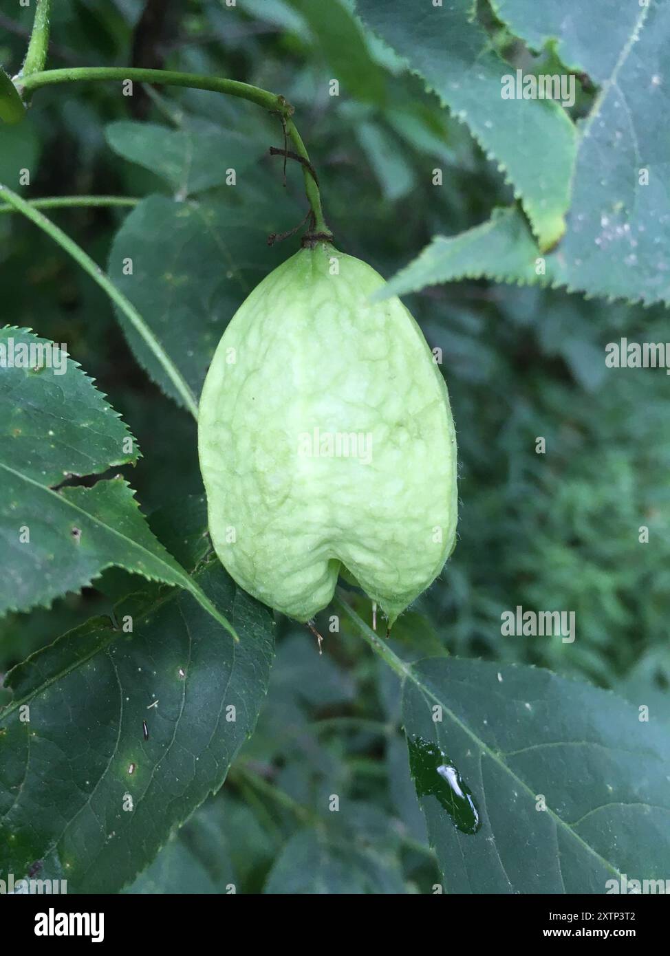 American bladdernut (Staphylea trifolia) Plantae Stock Photo - Alamy