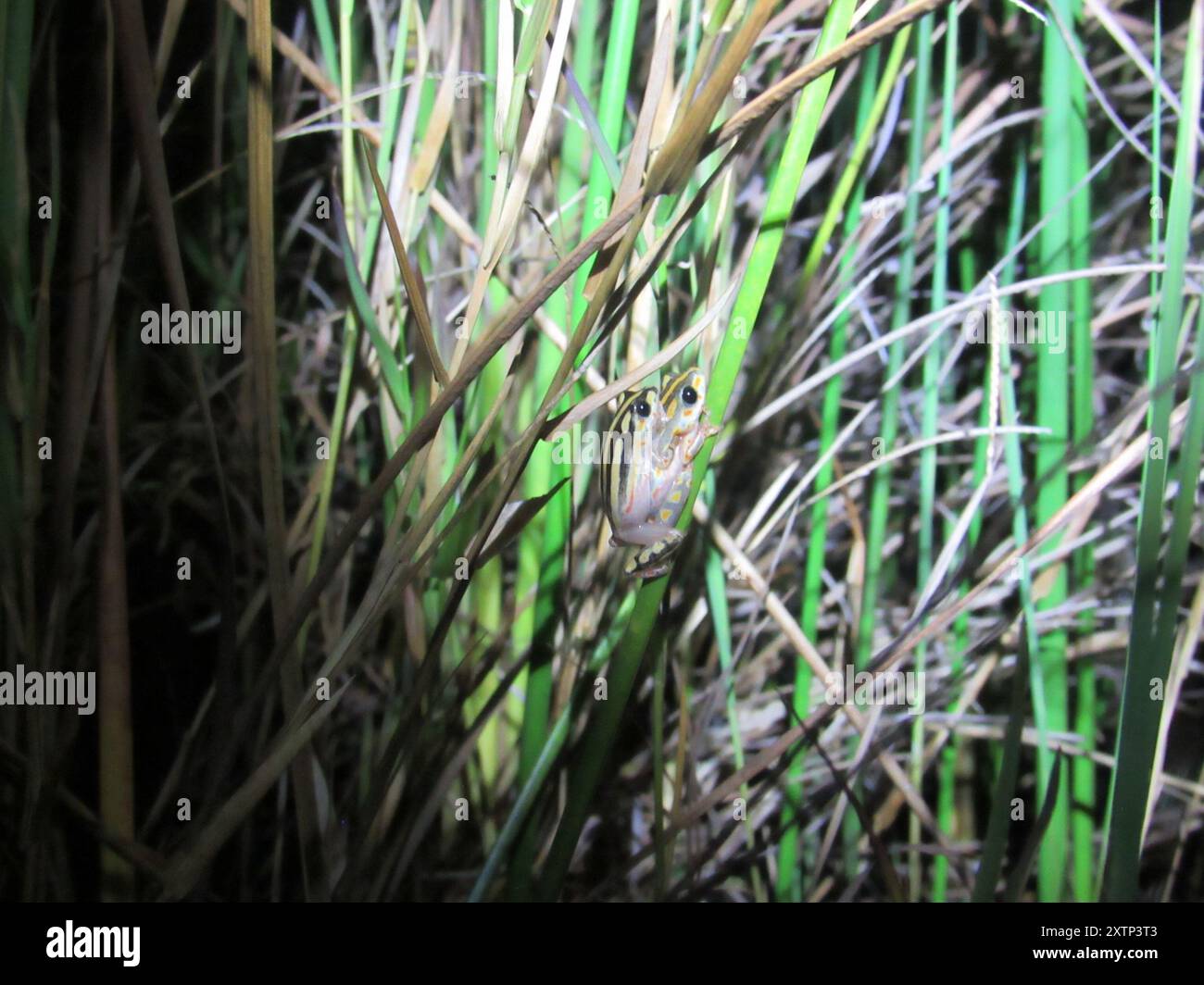 Painted Reed Frog (Hyperolius marmoratus) Amphibia Stock Photo - Alamy