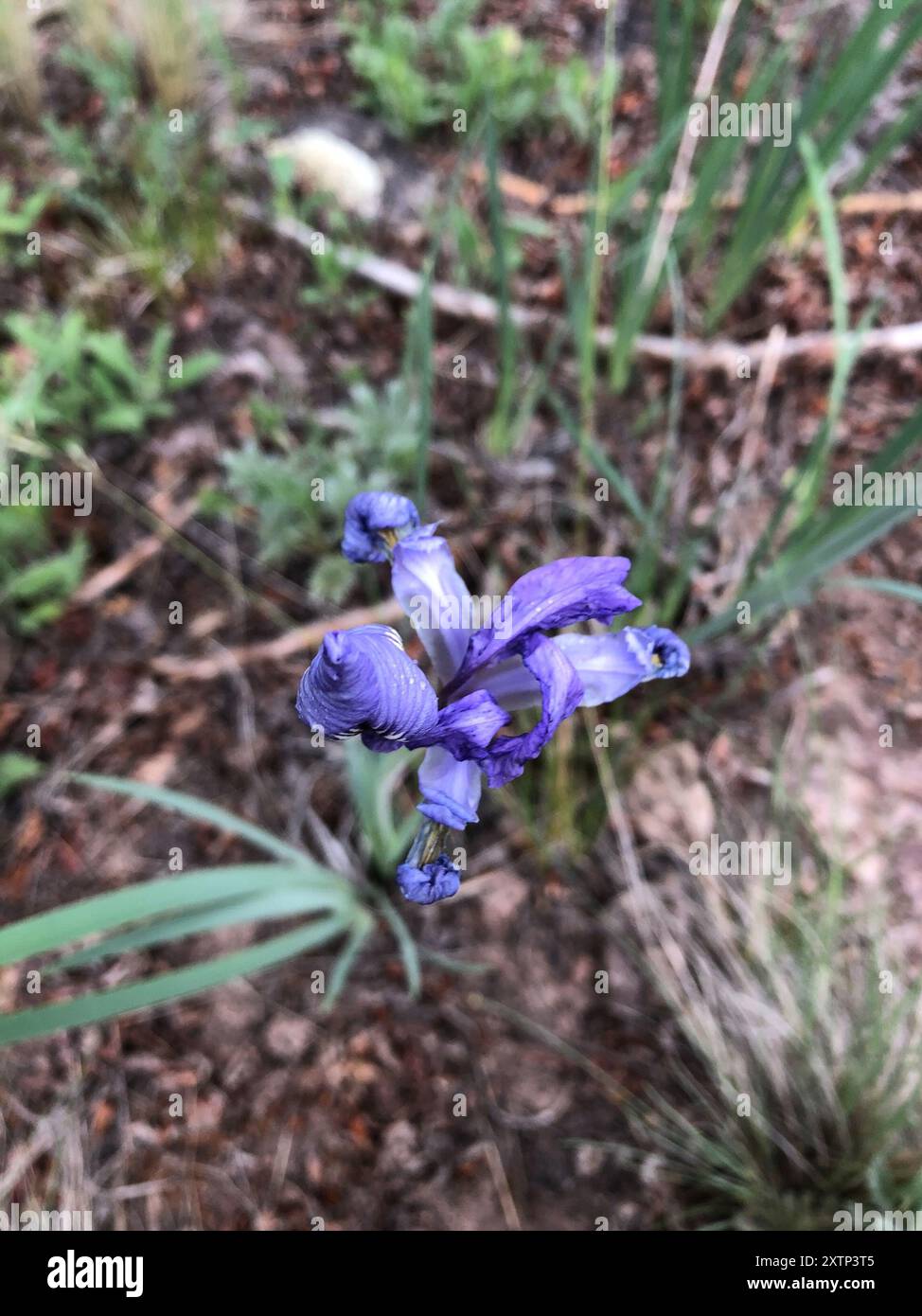western blue flag (Iris missouriensis) Plantae Stock Photo - Alamy