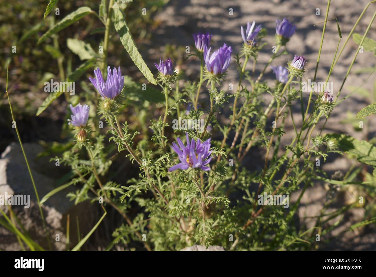 Tahoka daisy (Machaeranthera tanacetifolia) Plantae Stock Photo - Alamy