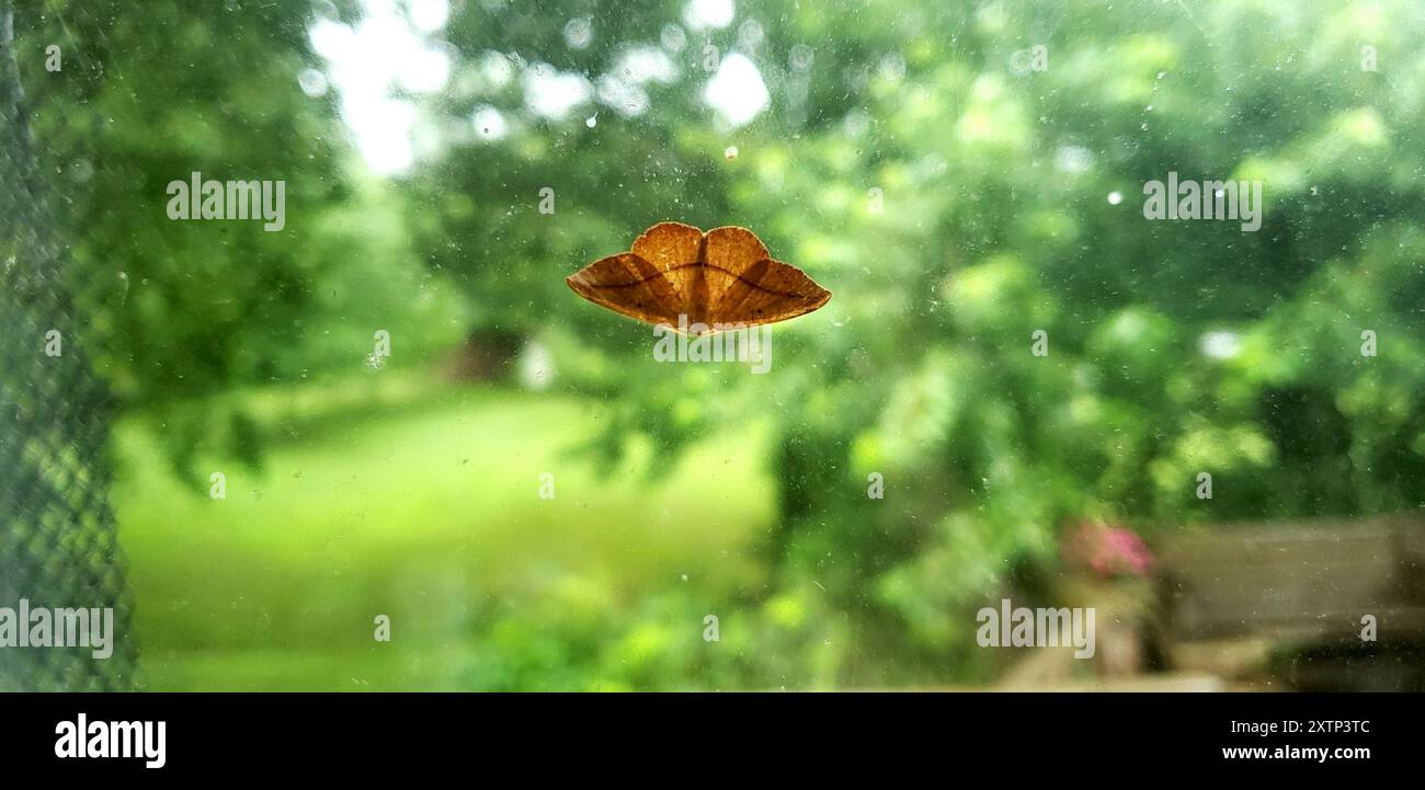 Juniper Geometer Moth (Patalene olyzonaria) Insecta Stock Photo - Alamy