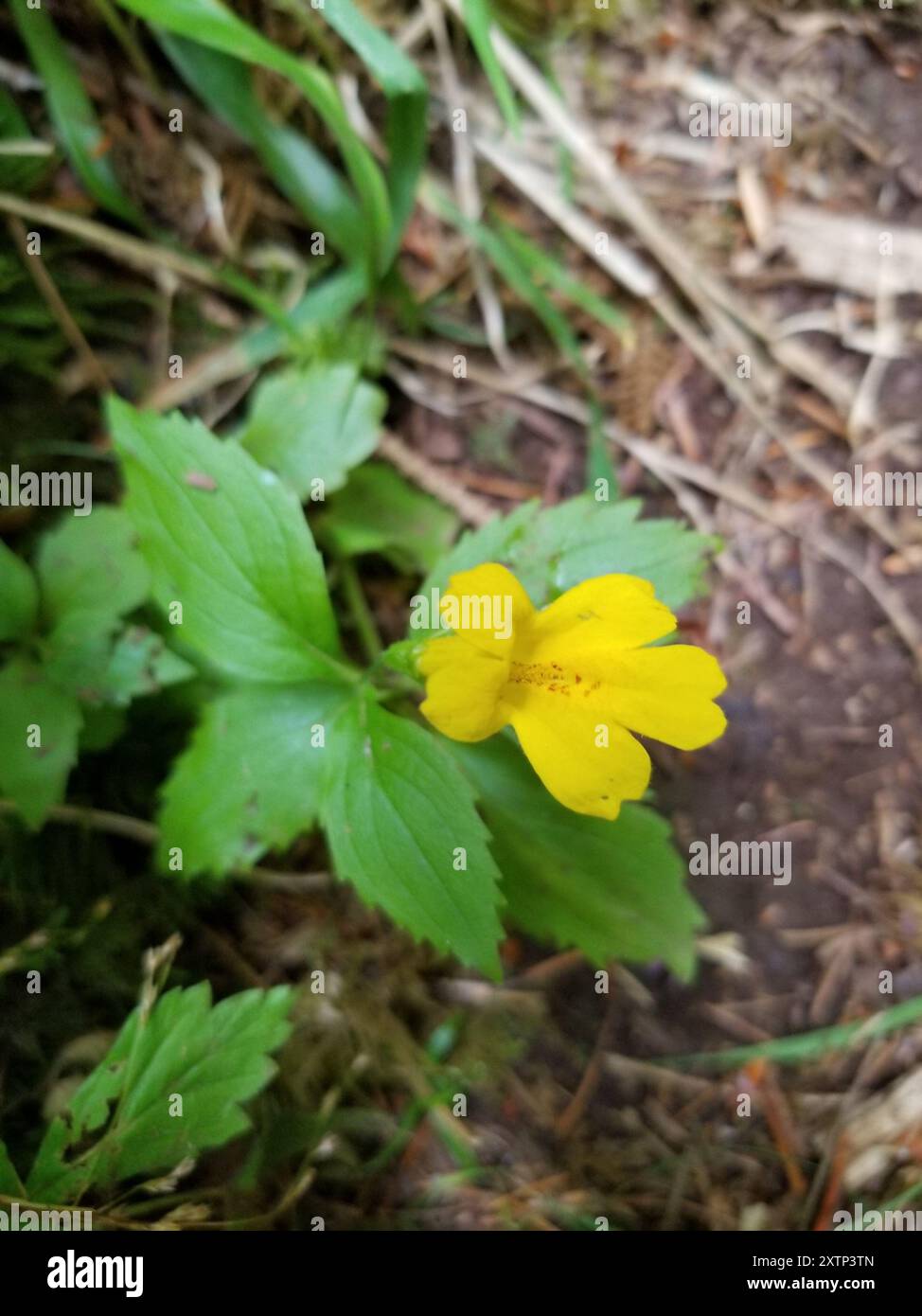 Coastal Monkeyflower (Erythranthe dentata) Plantae Stock Photo - Alamy