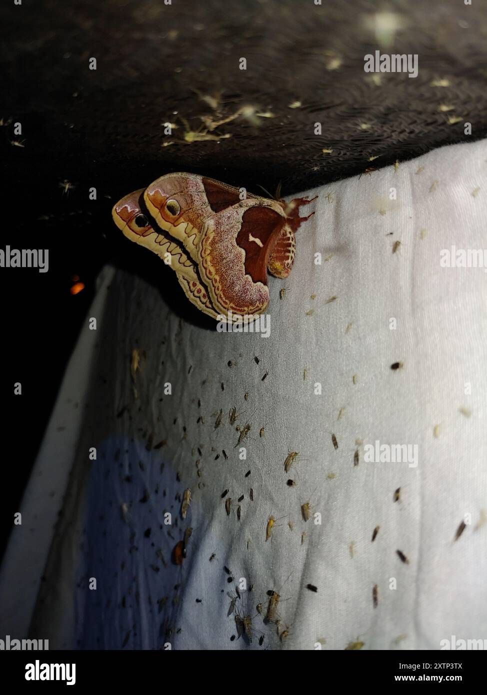 Promethea Silkmoth (Callosamia promethea) Insecta Stock Photo - Alamy