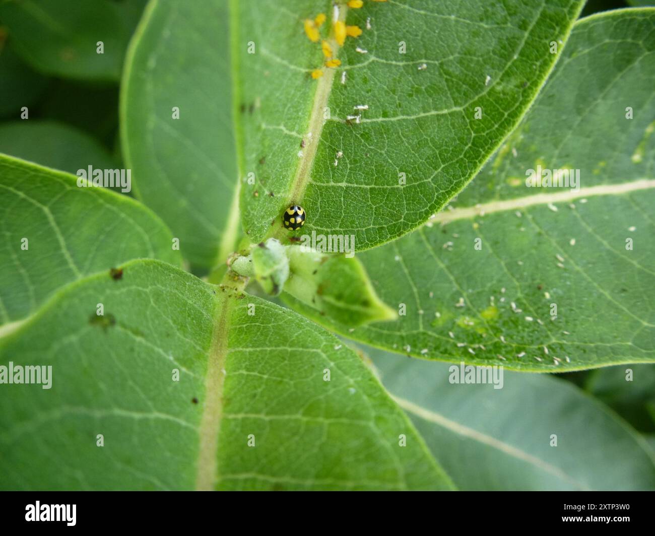 Fourteen-spotted Lady Beetle (Propylea quatuordecimpunctata) Insecta ...