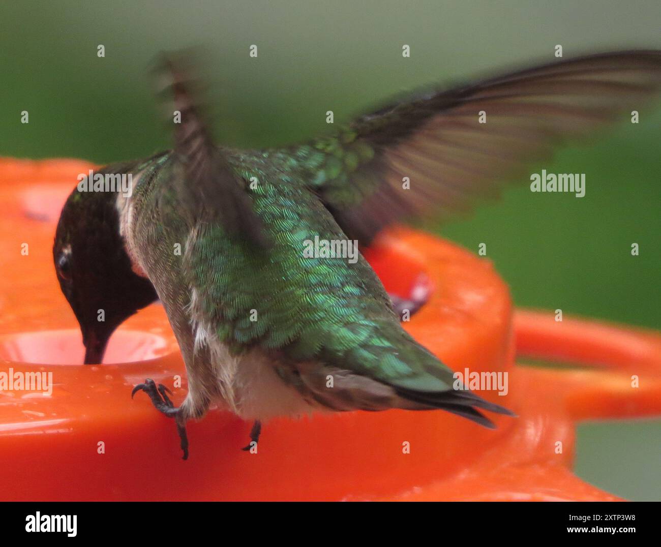 Ruby-throated Hummingbird (Archilochus colubris) Aves Stock Photo - Alamy