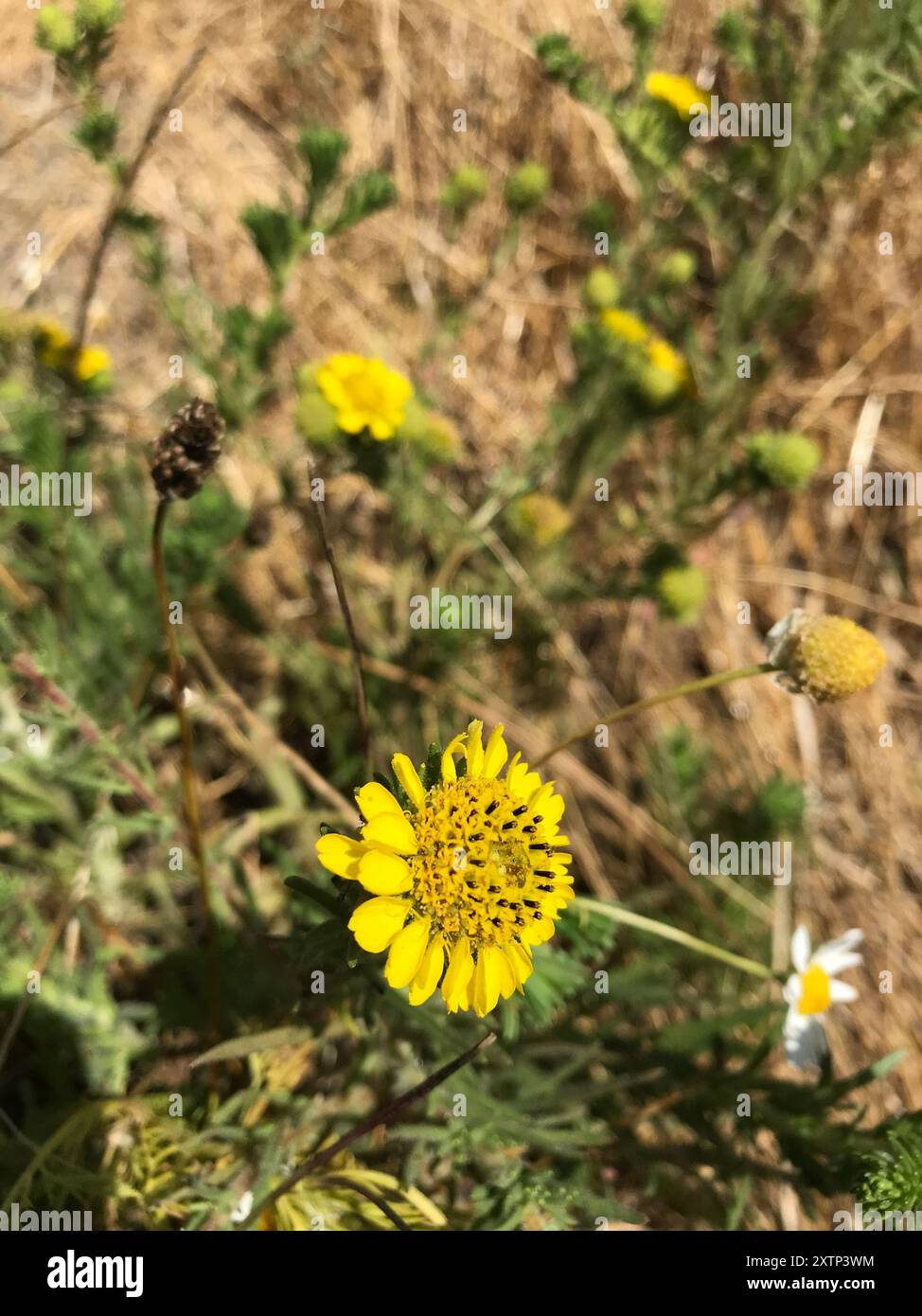 Santa Cruz tarplant (Holocarpha macradenia) Plantae Stock Photo - Alamy