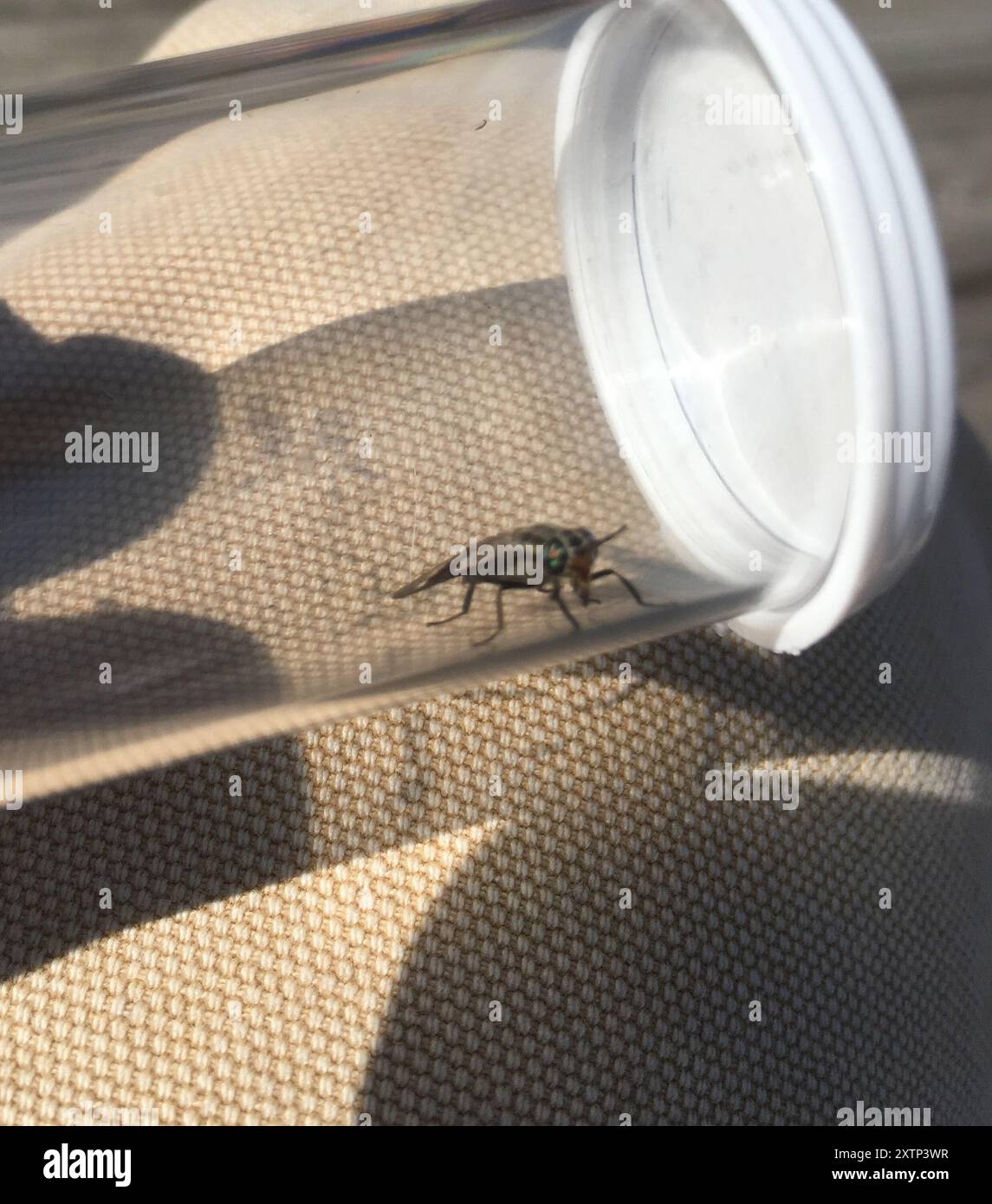 Deer Flies (Chrysops) Insecta Stock Photo - Alamy