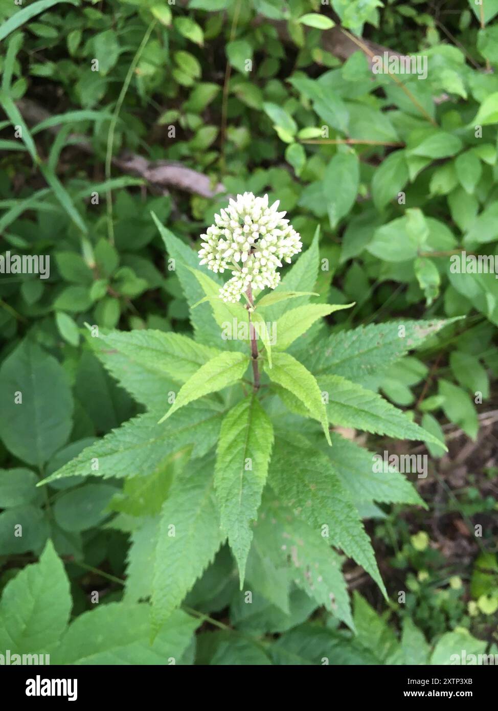 Joe-Pye weeds (Eutrochium) Plantae Stock Photo - Alamy