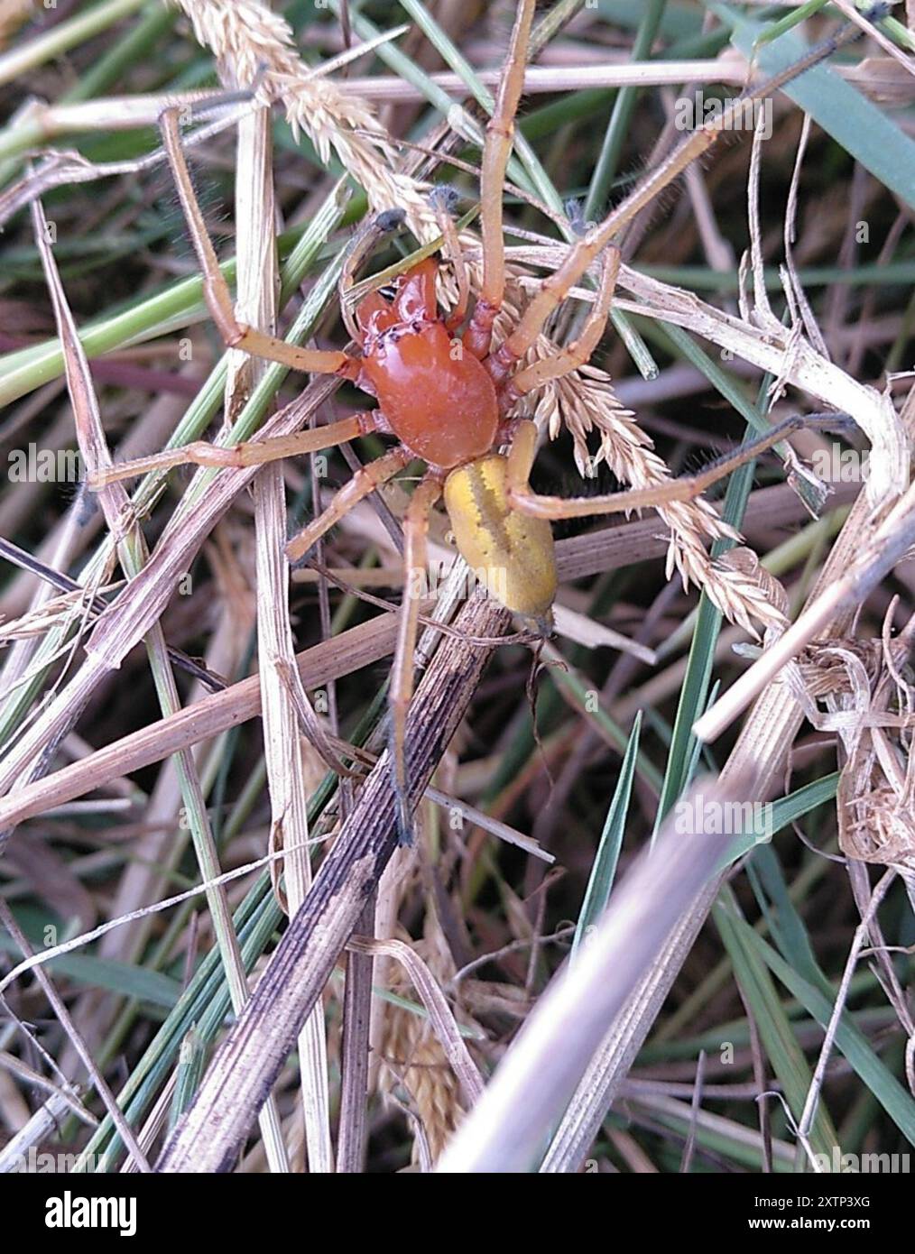 Longlegged Sac Spiders (Cheiracanthium) Arachnida Stock Photo - Alamy