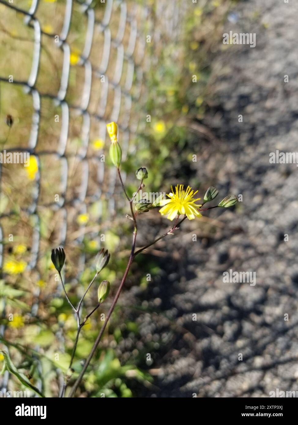 nipplewort (Lapsana communis) Plantae Stock Photo - Alamy