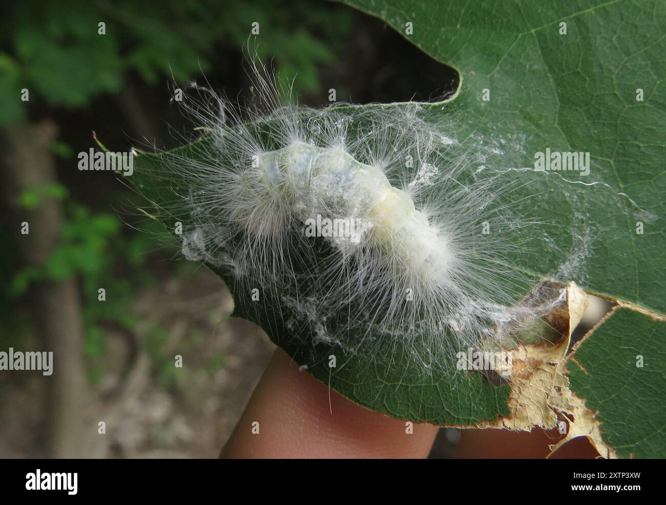 Laugher Moth (Charadra deridens) Insecta Stock Photo - Alamy