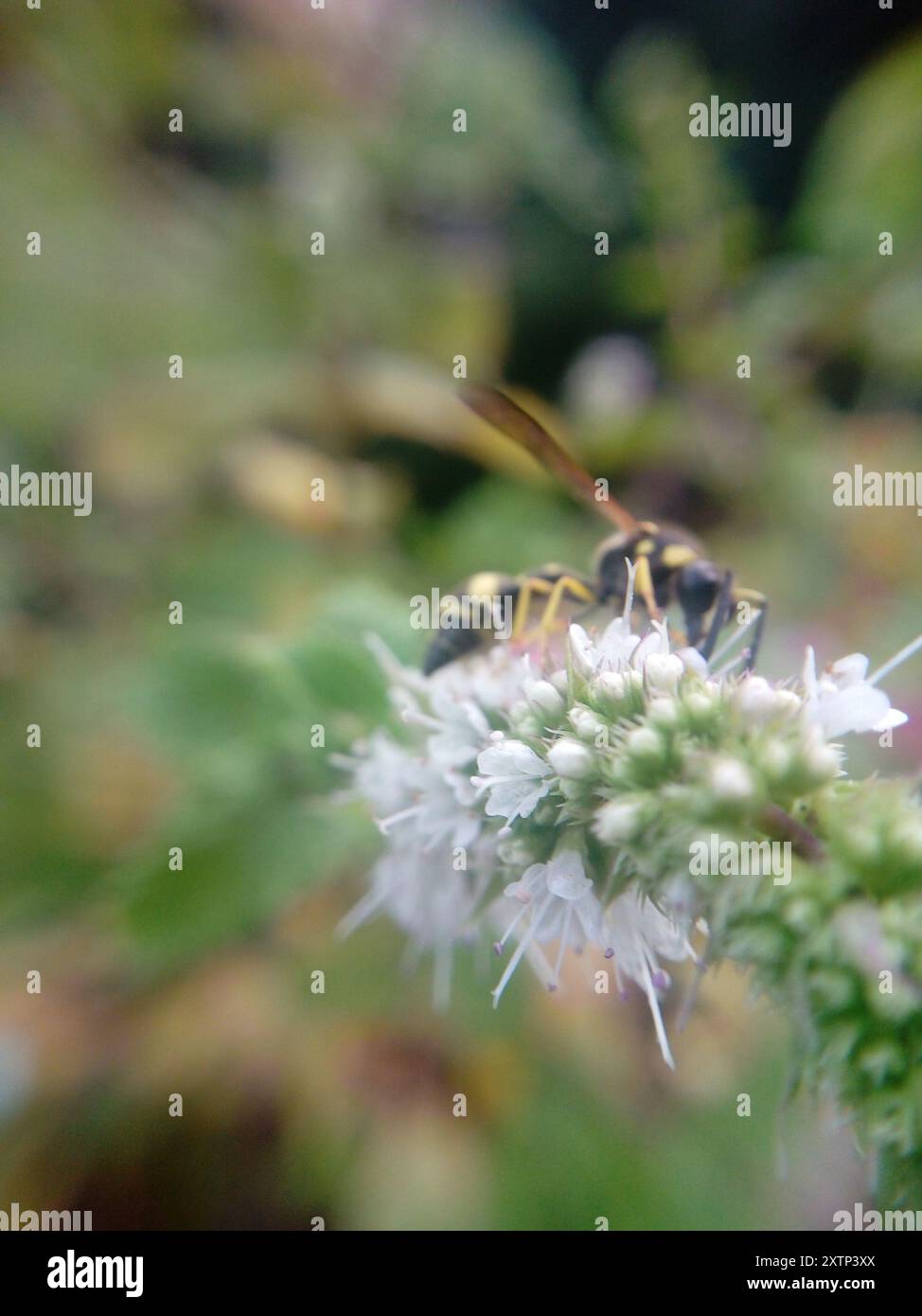 Typical Potter Wasps (Eumenes) Insecta Stock Photo - Alamy