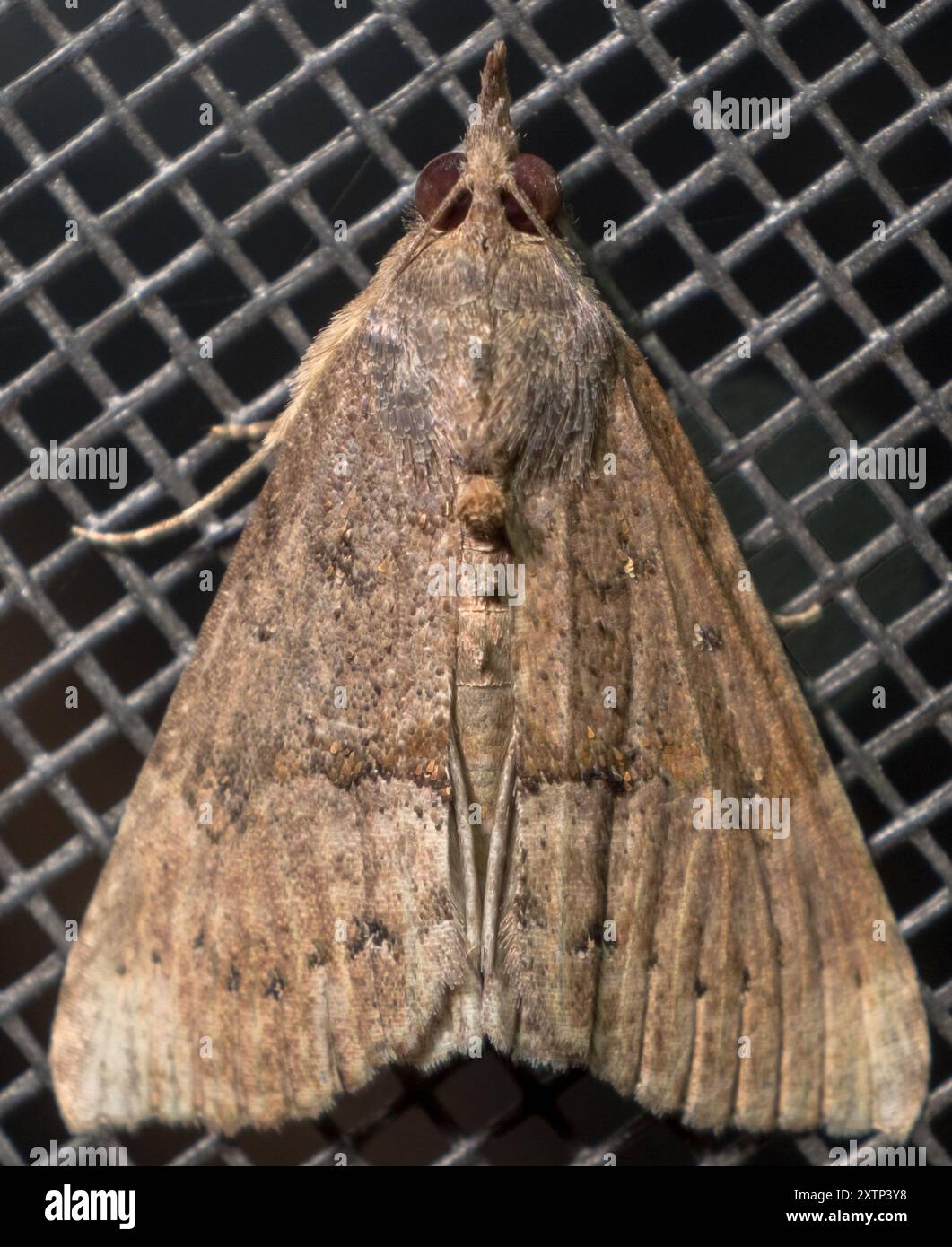 Green Cloverworm Moth (Hypena scabra) Insecta Stock Photo - Alamy