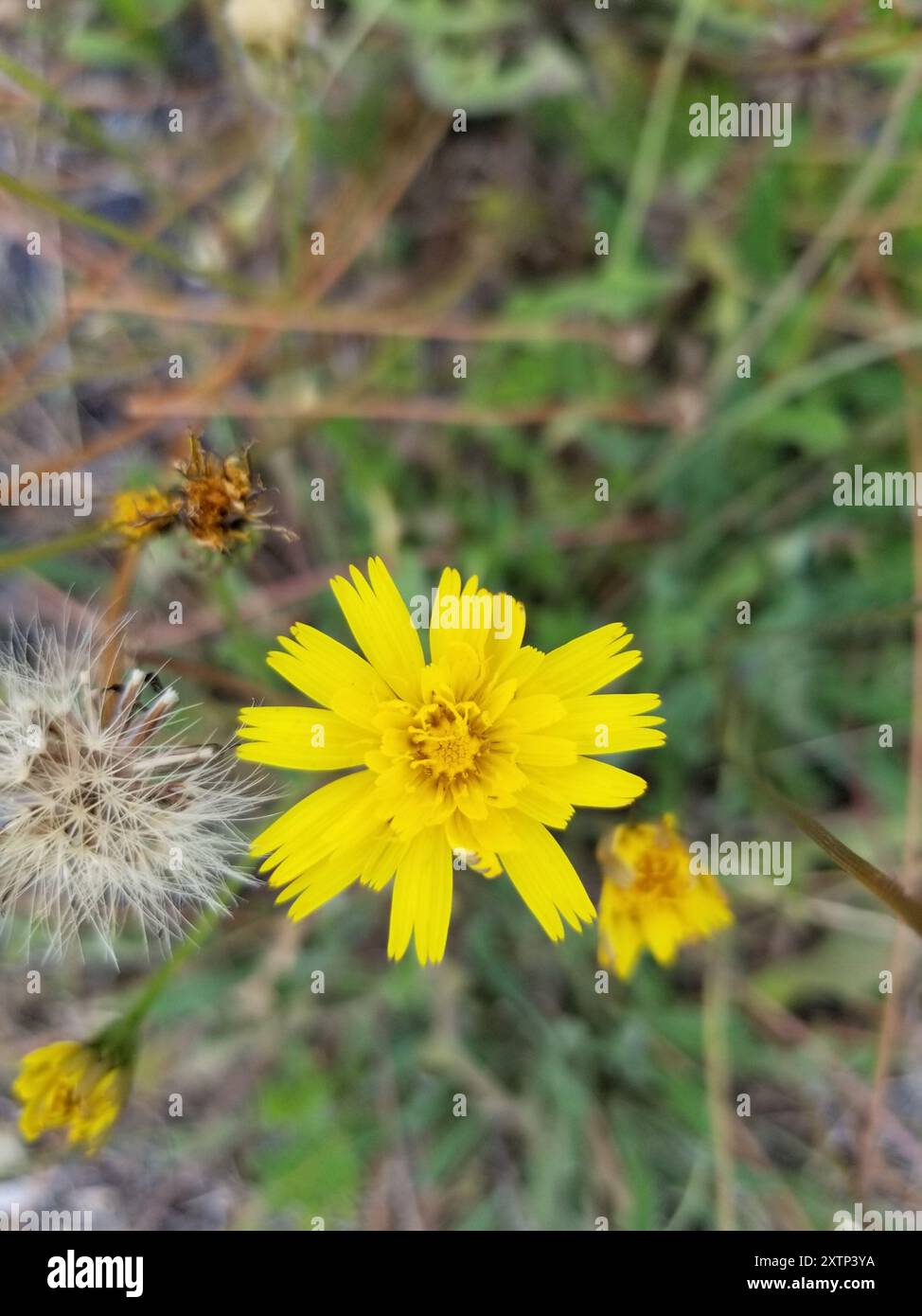 Common Cat's-ear (Hypochaeris radicata) Plantae Stock Photo - Alamy