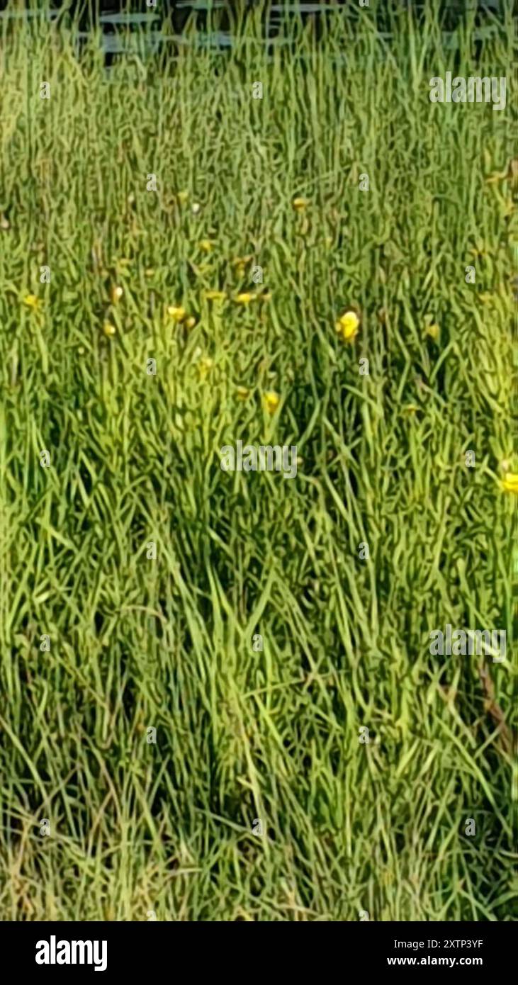 Greater Spearwort (Ranunculus lingua) Plantae Stock Photo - Alamy