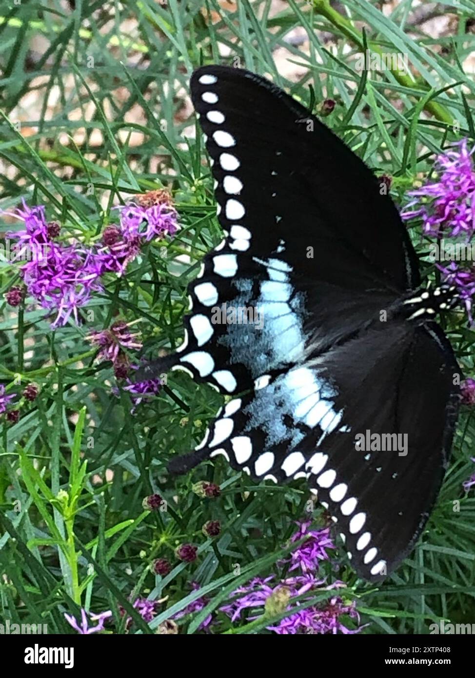 Spicebush Swallowtail (Papilio troilus) Insecta Stock Photo - Alamy
